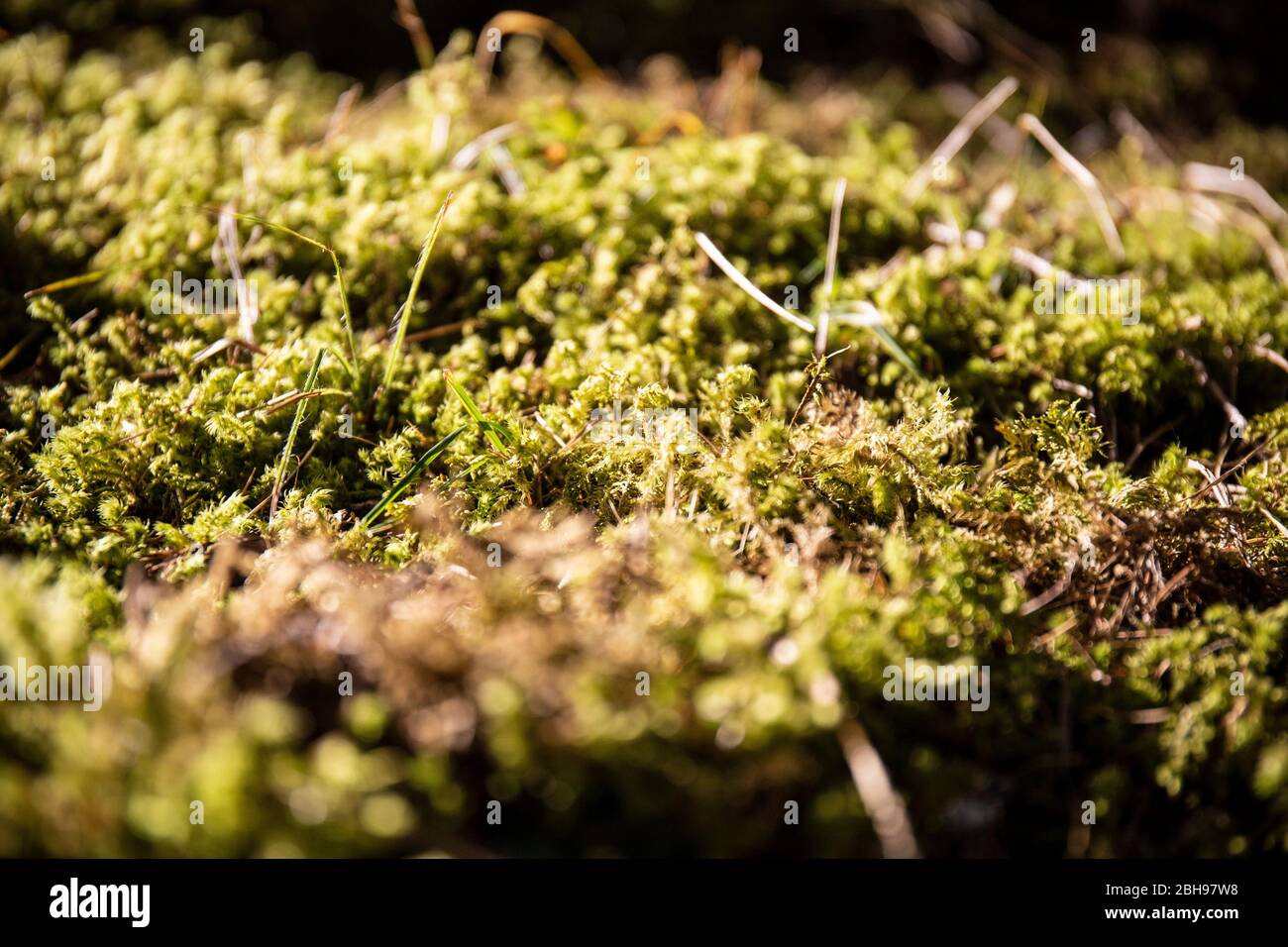 Sol mousse Banque de photographies et d’images à haute résolution - Alamy