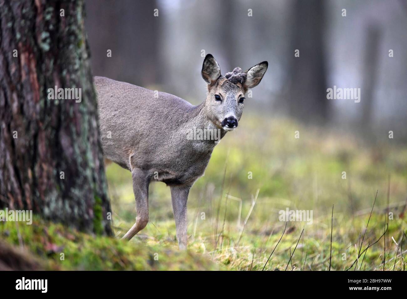 Nouveau chevreuil forestier Banque de photographies et d’images à haute ...
