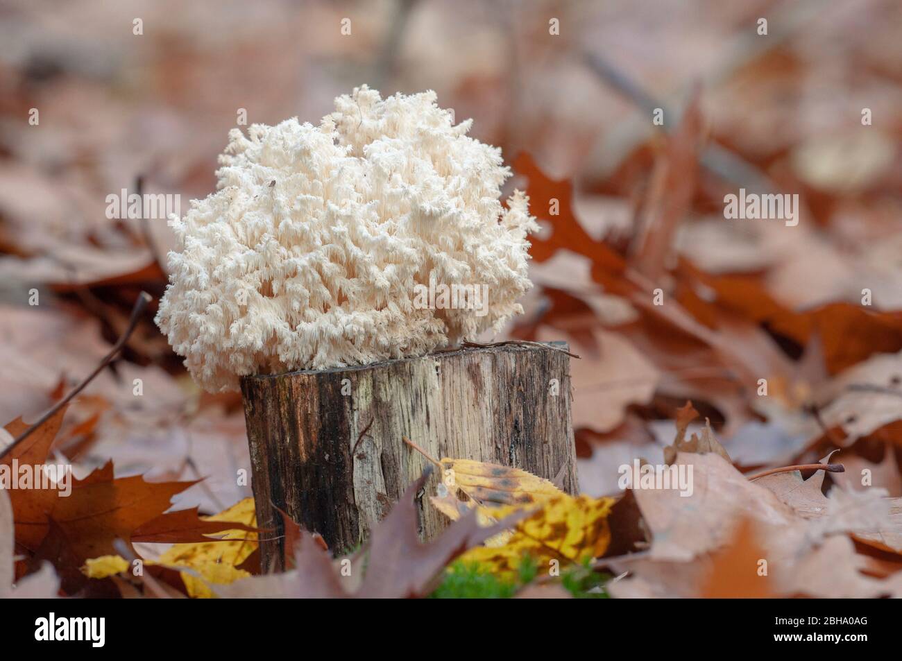 Champignon dent de corail Banque de photographies et d’images à haute ...