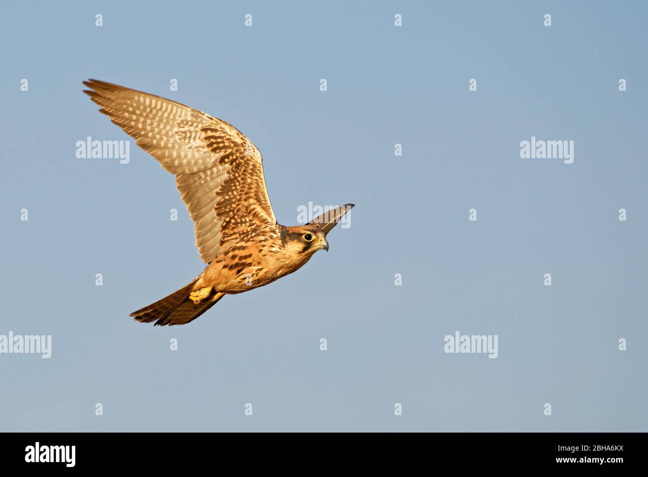 Lanier faucon falco biarmicus Banque de photographies et d’images à ...