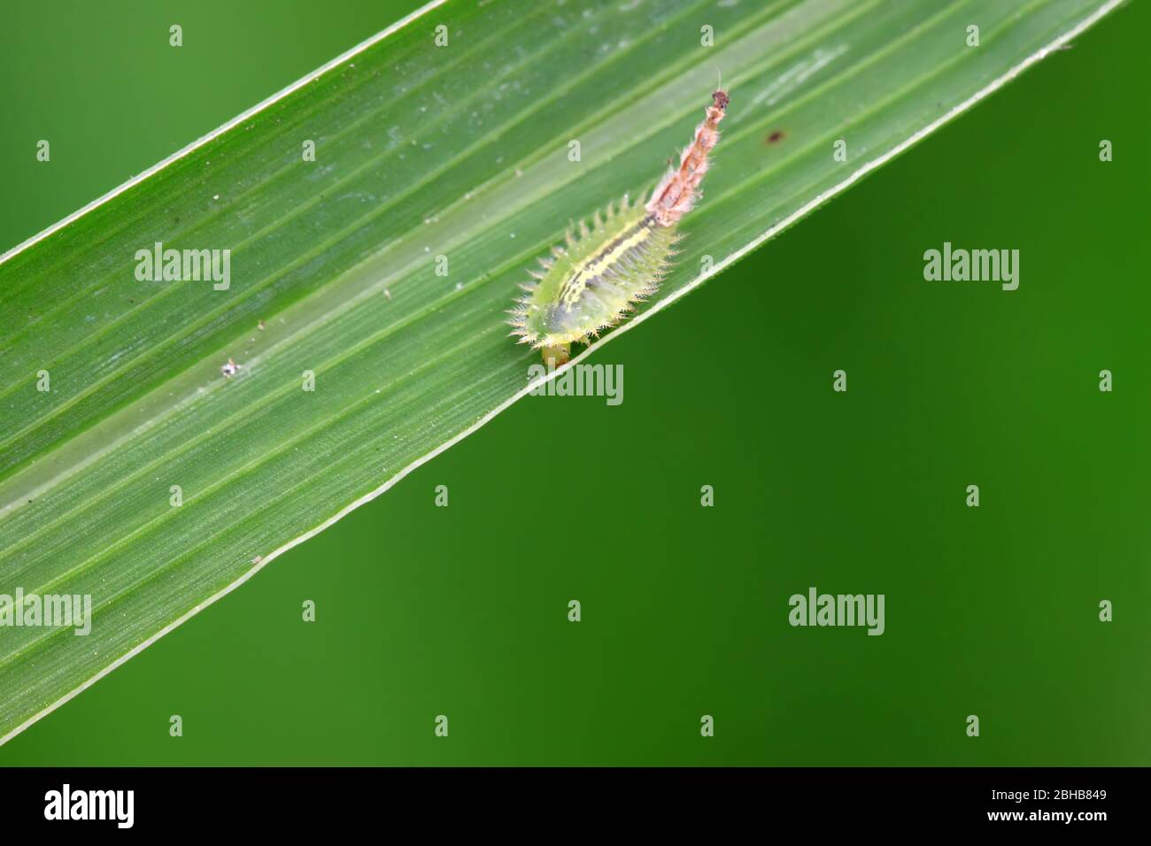 Funny insects Banque de photographies et d’images à haute résolution ...