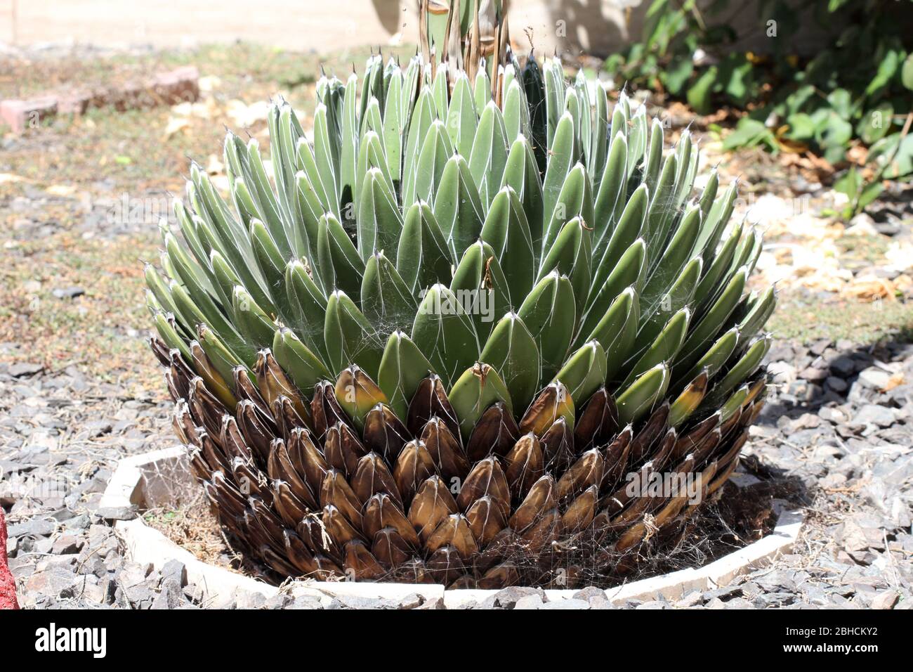 Reine victoria agave Banque de photographies et d’images à haute ...