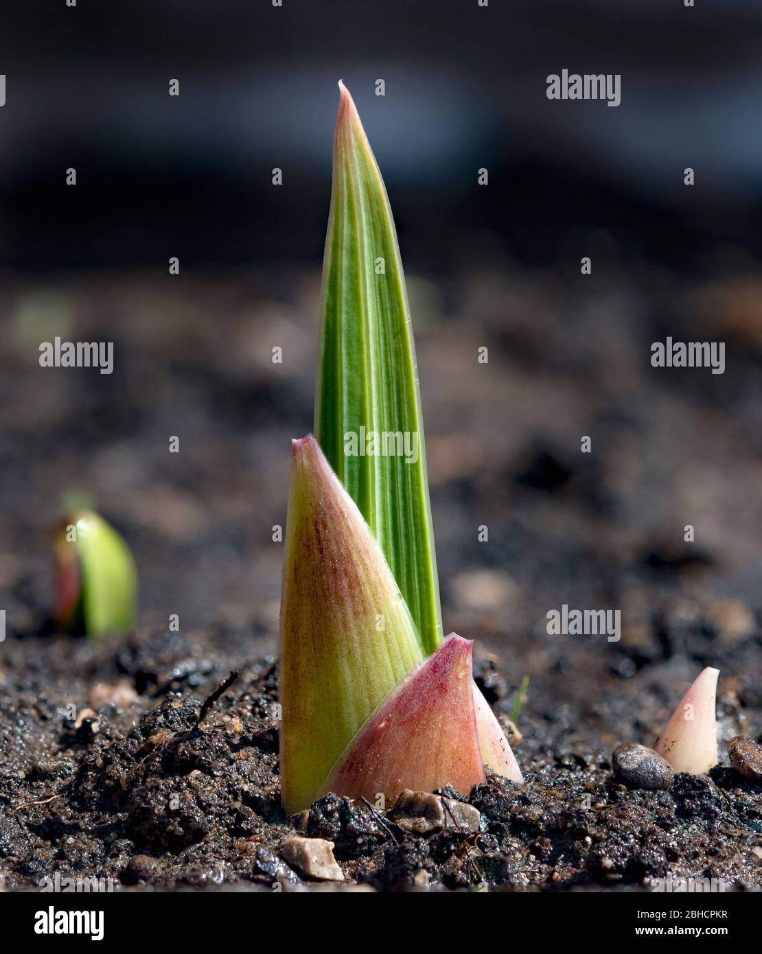 Petites pousses Banque de photographies et d’images à haute résolution ...