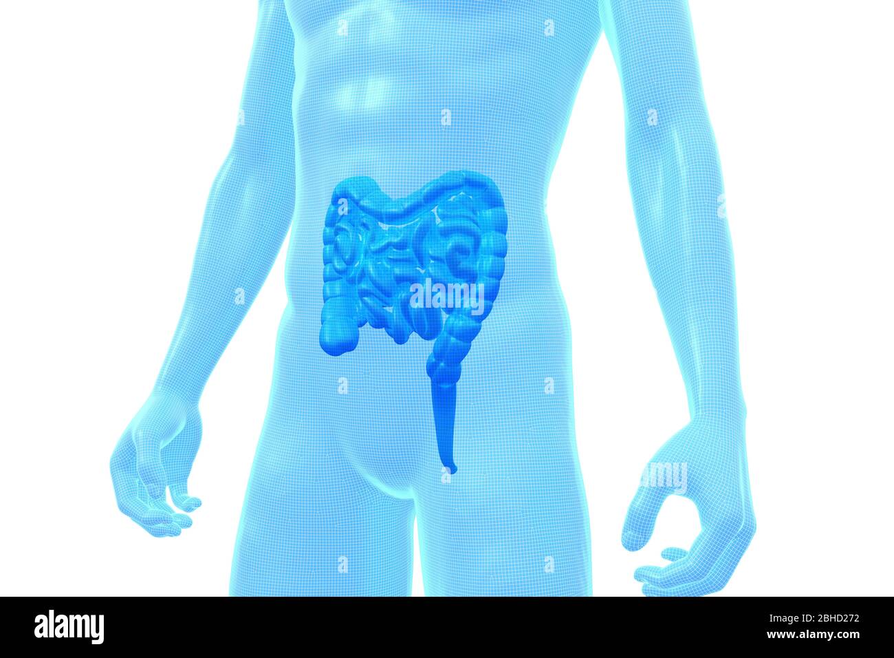 Intestin, corps humain, corps humain, modèle 3D médical Photo Stock - Alamy