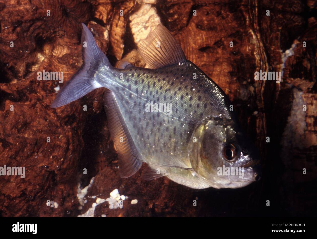 Rhombeus piranha Banque de photographies et d’images à haute résolution ...