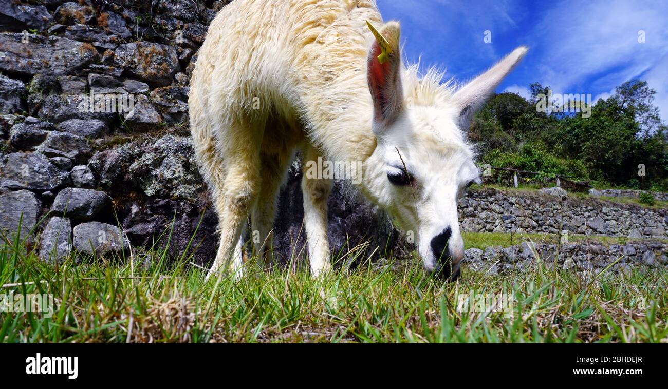 Lama manger Banque de photographies et d’images à haute résolution - Alamy