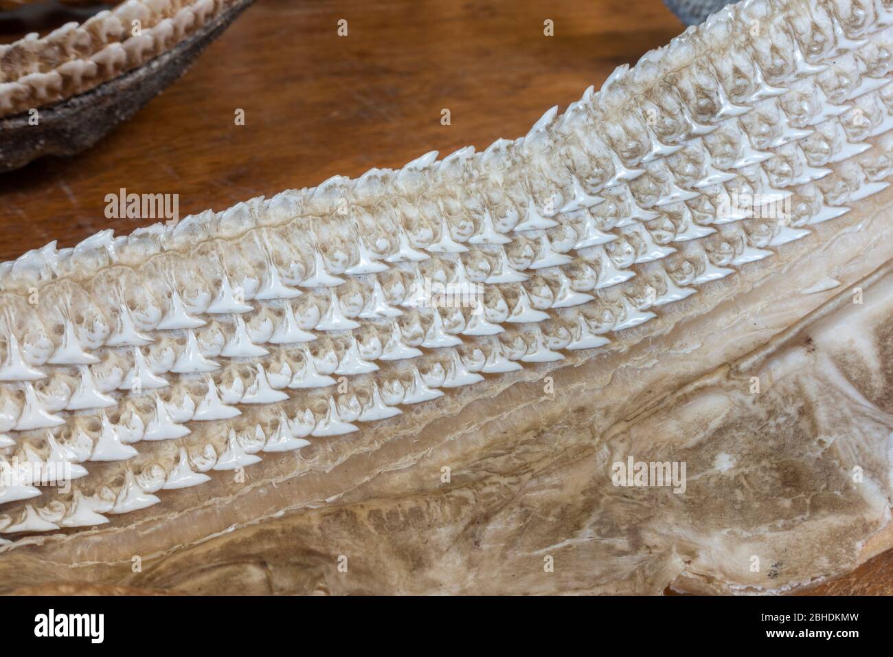 Une mâchoire de requin Banque de photographies et d’images à haute ...