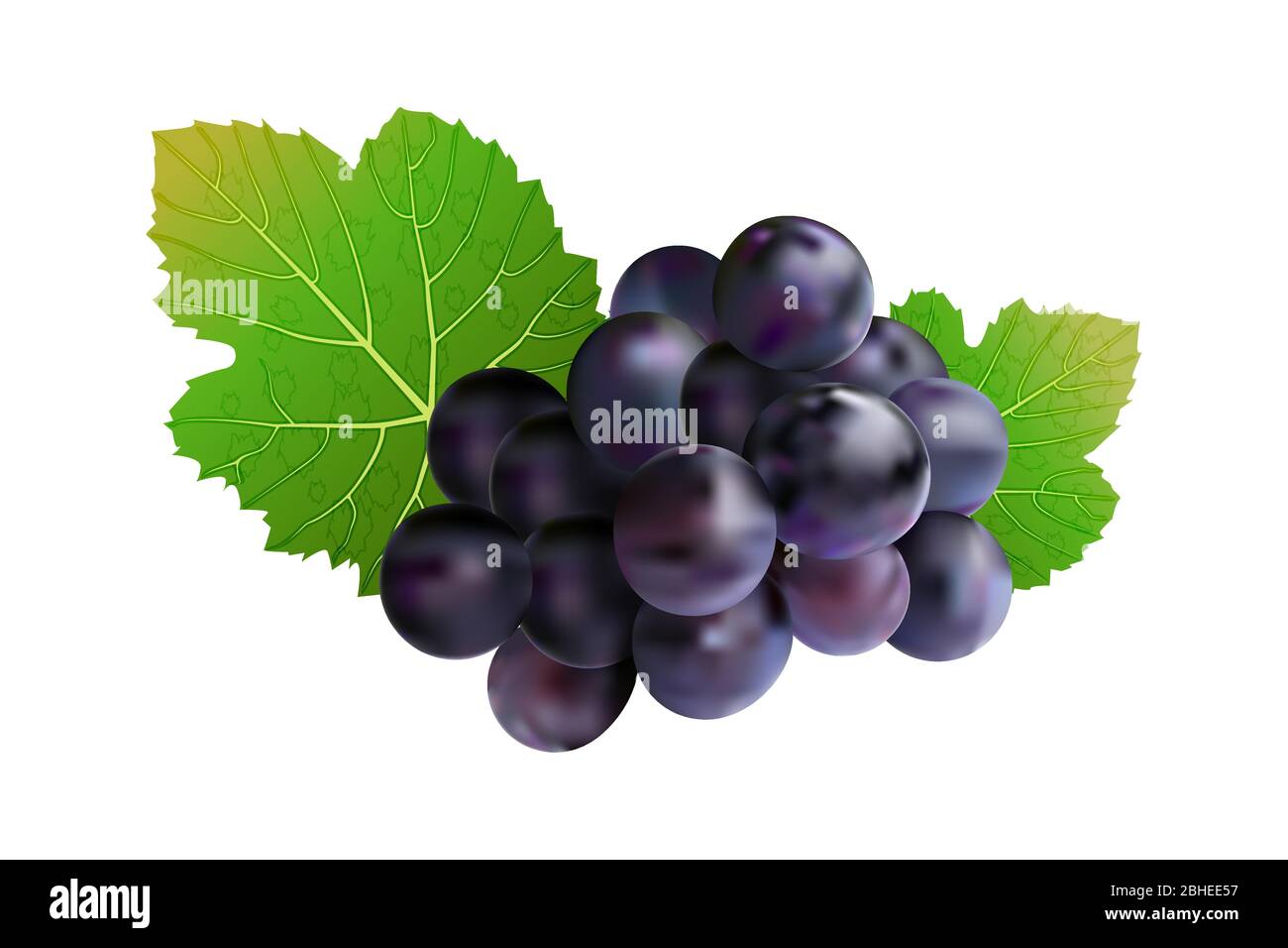 Grappe de raisin rouge raisin rouge Banque d'images vectorielles - Alamy