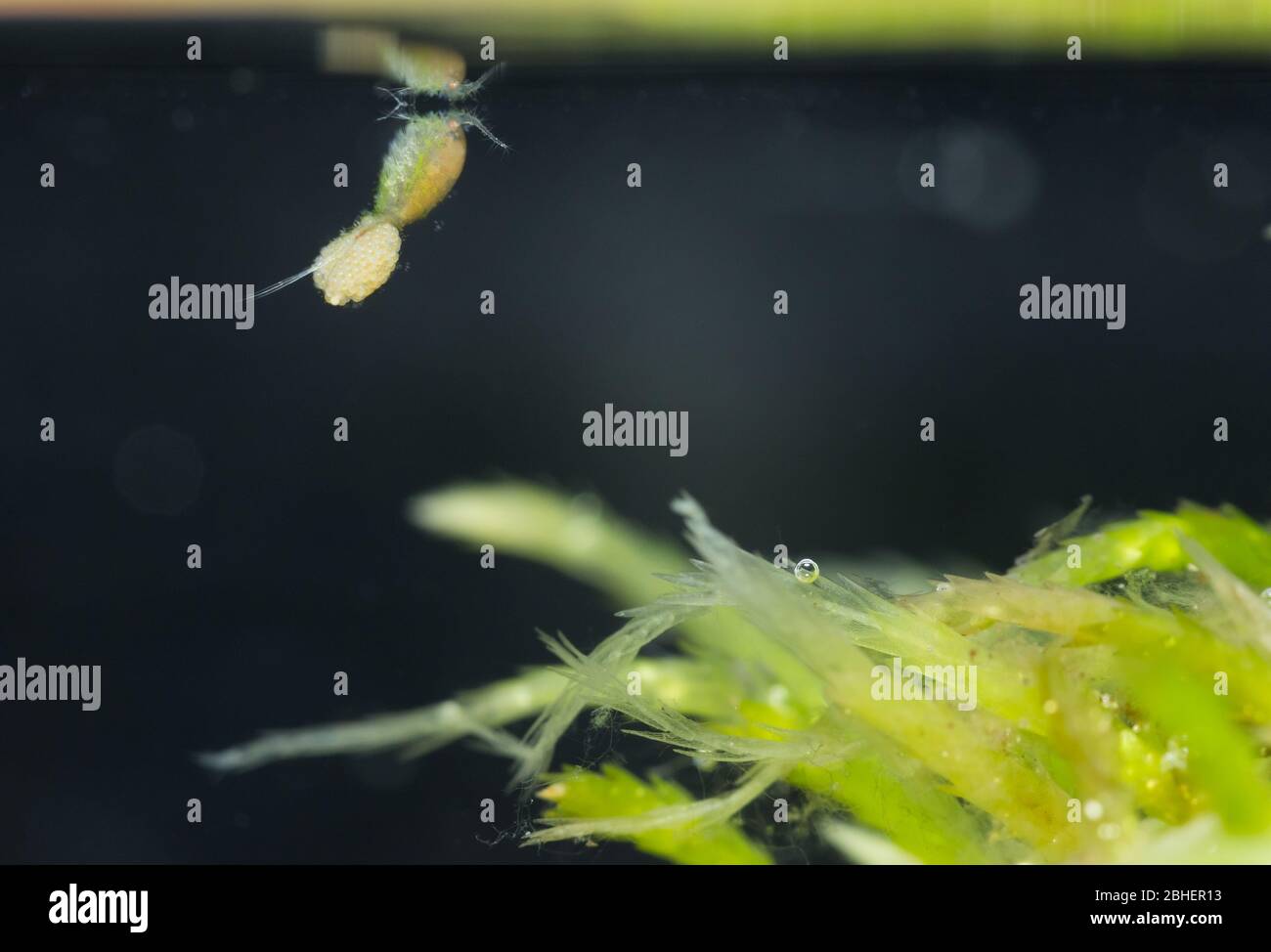 Copépodes d'eau douce Banque de photographies et d’images à haute ...