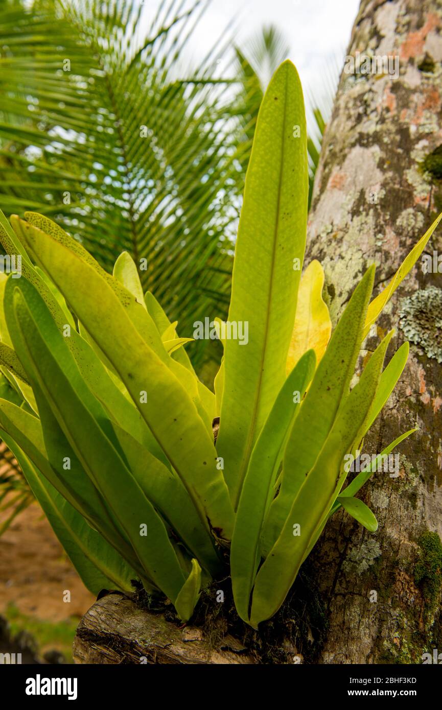 Epiphyte afrique Banque de photographies et d’images à haute résolution ...