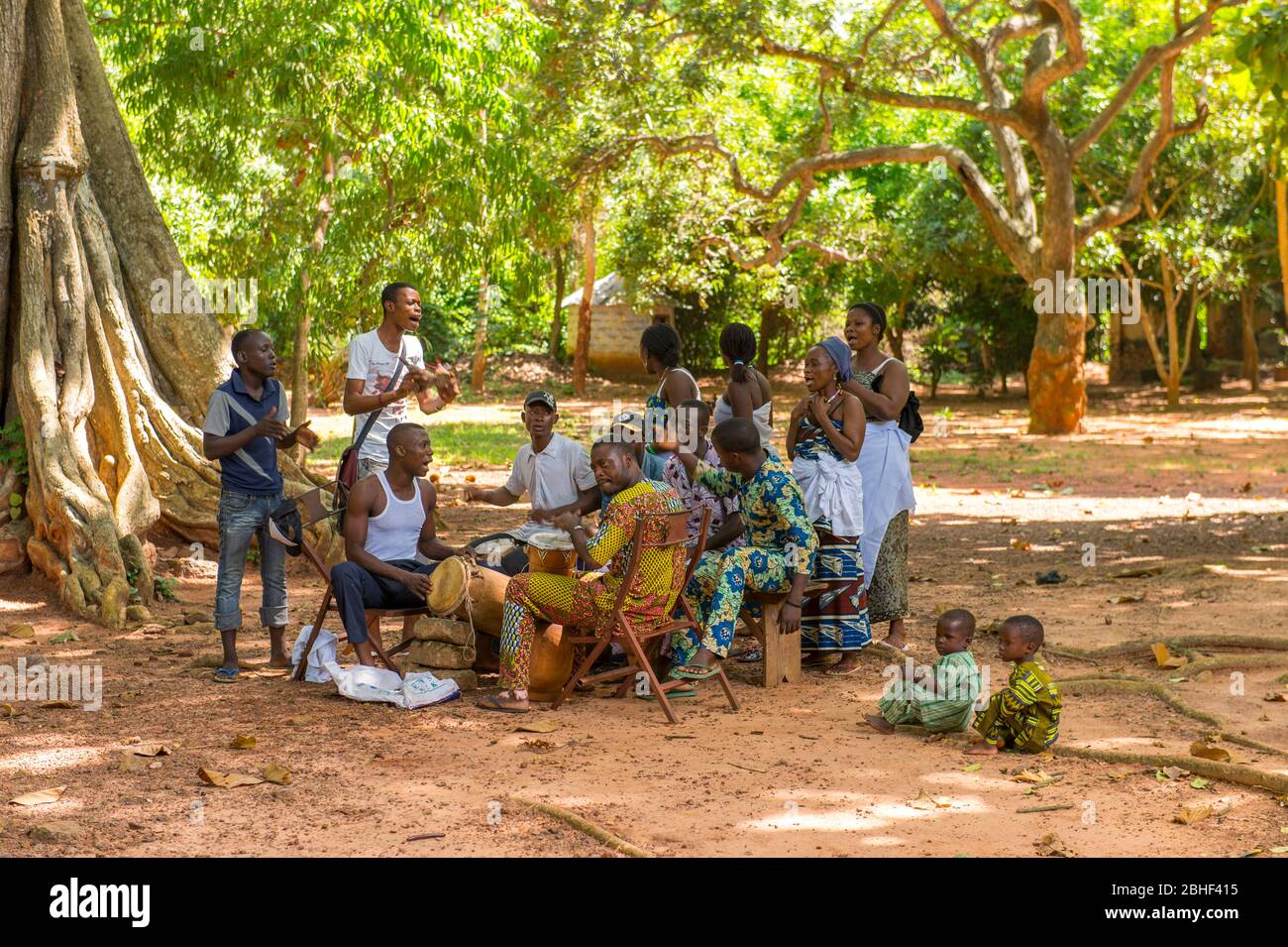 Iroko tree Banque de photographies et d’images à haute résolution - Alamy