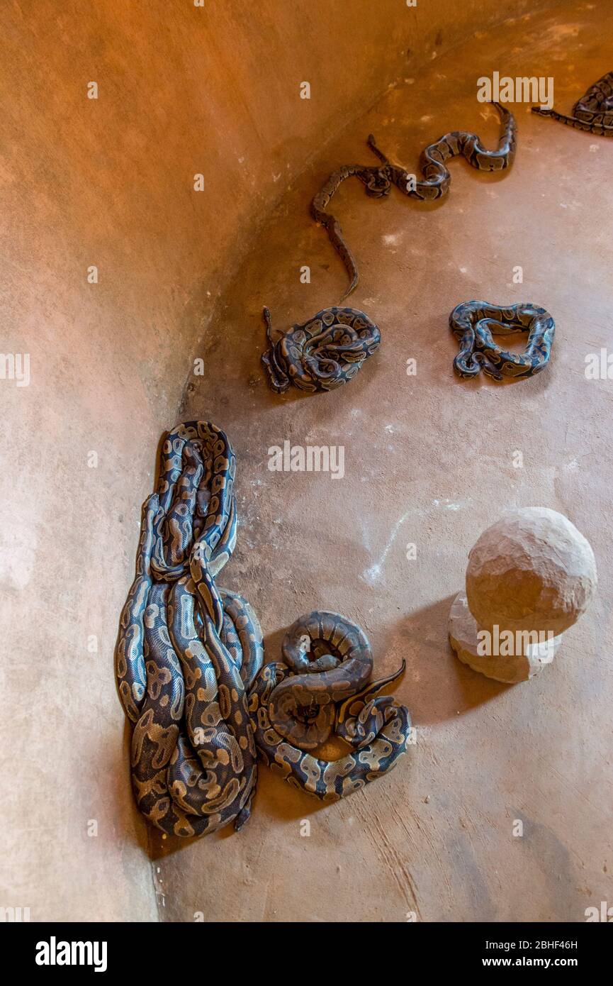 Temple pythons in ouidah benin Banque de photographies et d’images à ...