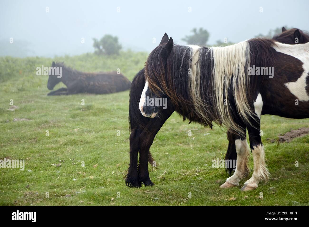 Le pottok, le cheval brun et repéré à pattes courtes avec un long ...