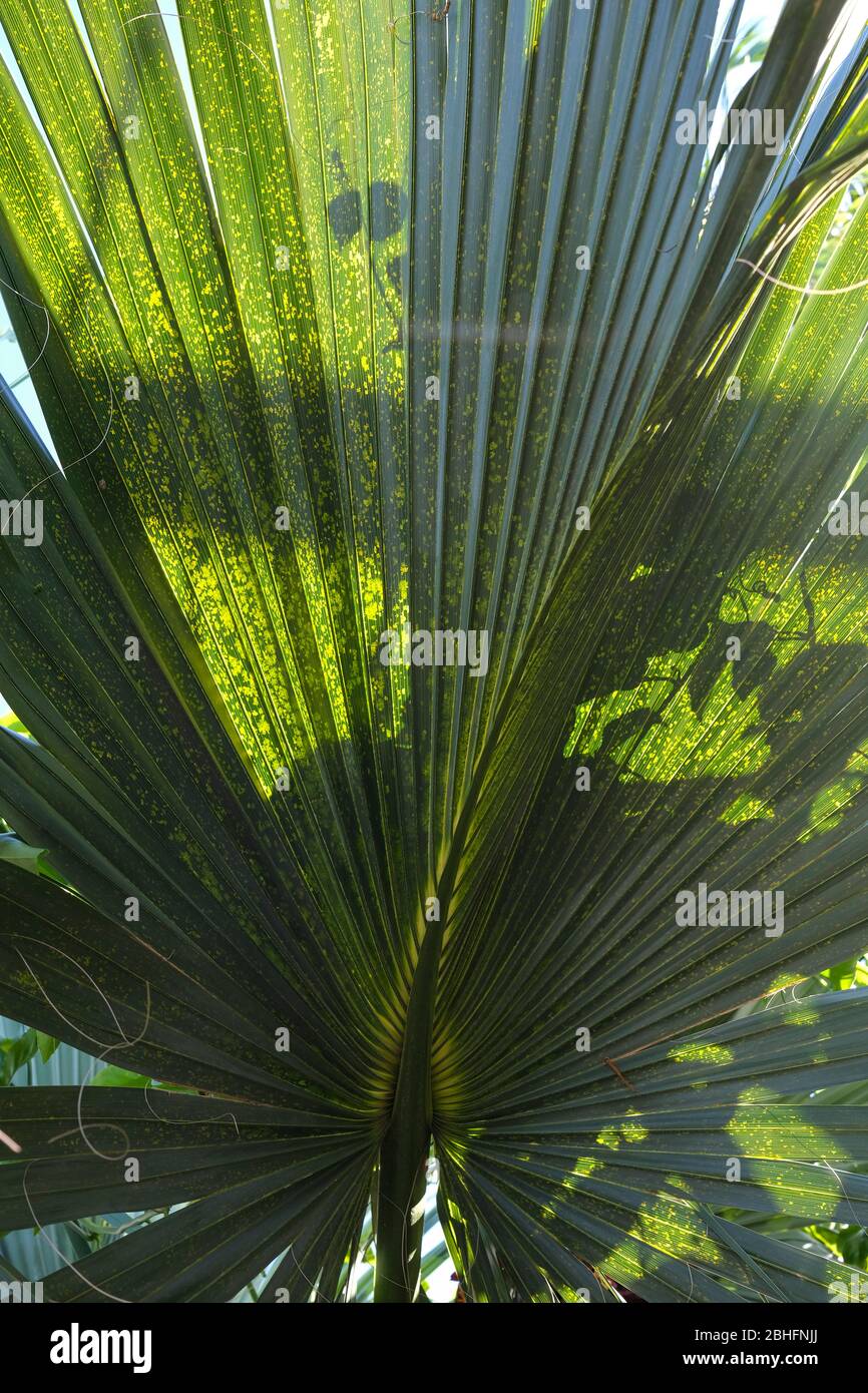 Palmier frond tropical Banque de photographies et d’images à haute ...