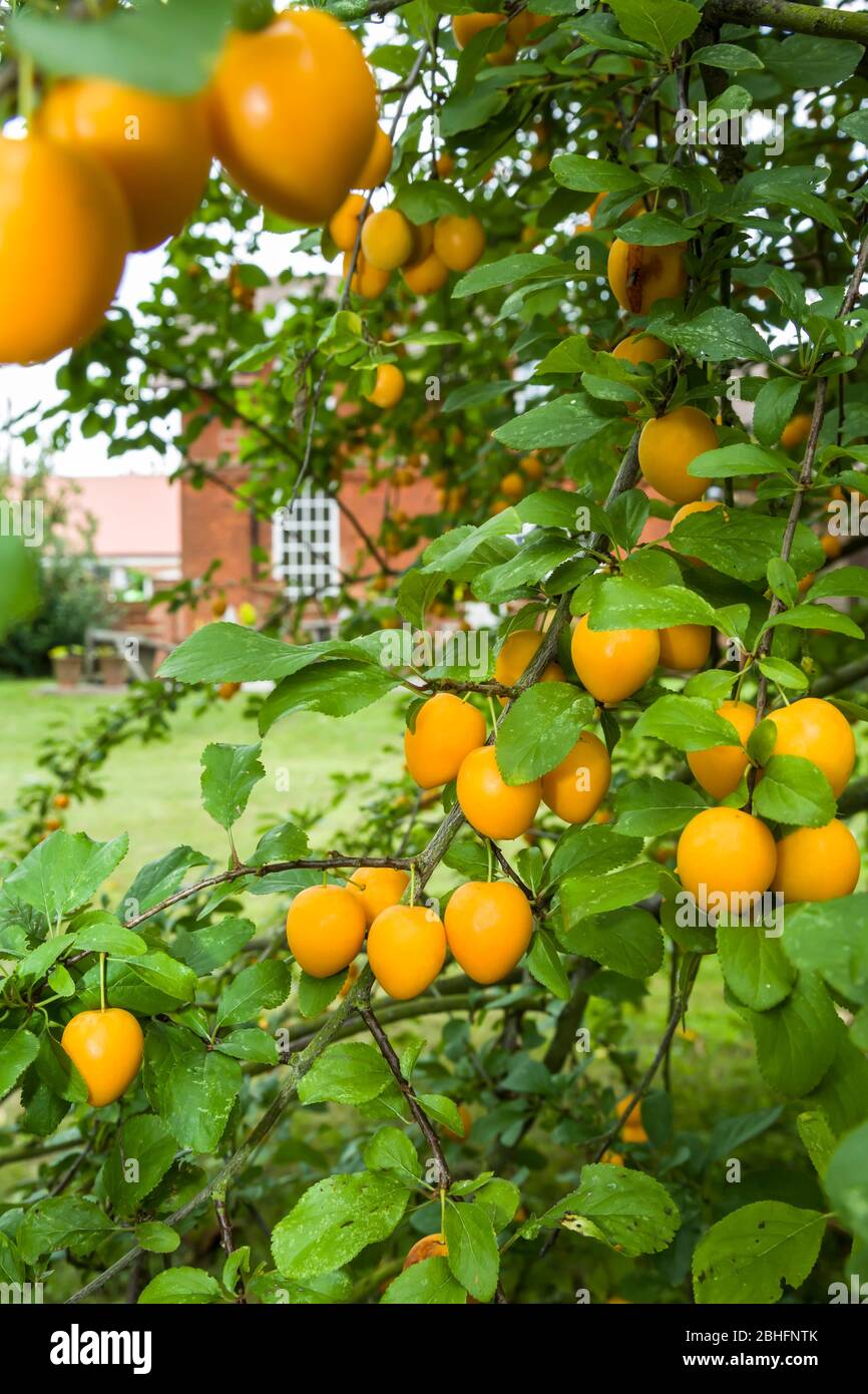 Leaves mirabelle Banque de photographies et d’images à haute résolution ...