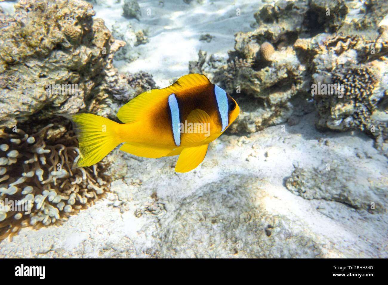 Poissons tropicaux marins Banque de photographies et d’images à haute ...