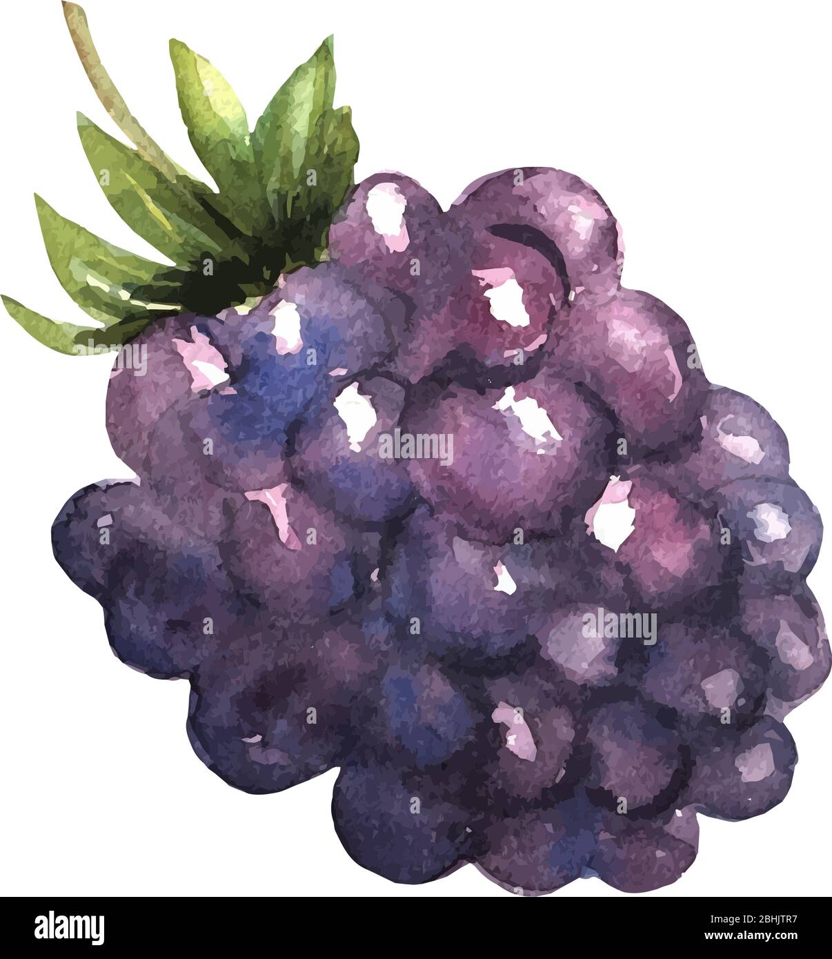 Ronces dessin Banque d'images vectorielles - Alamy