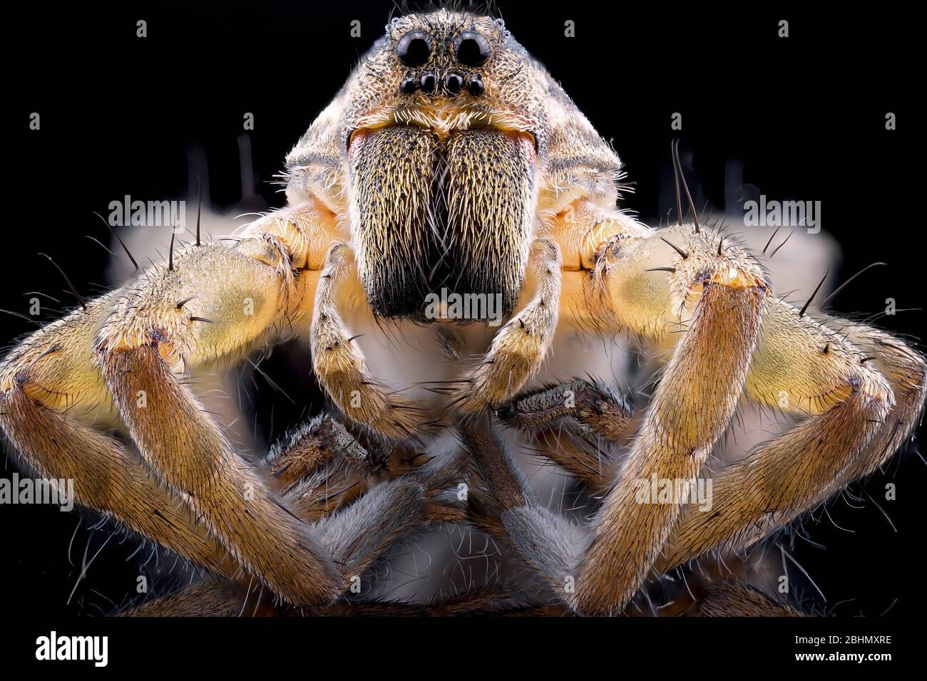 Cuticule d'insecte Banque de photographies et d’images à haute ...