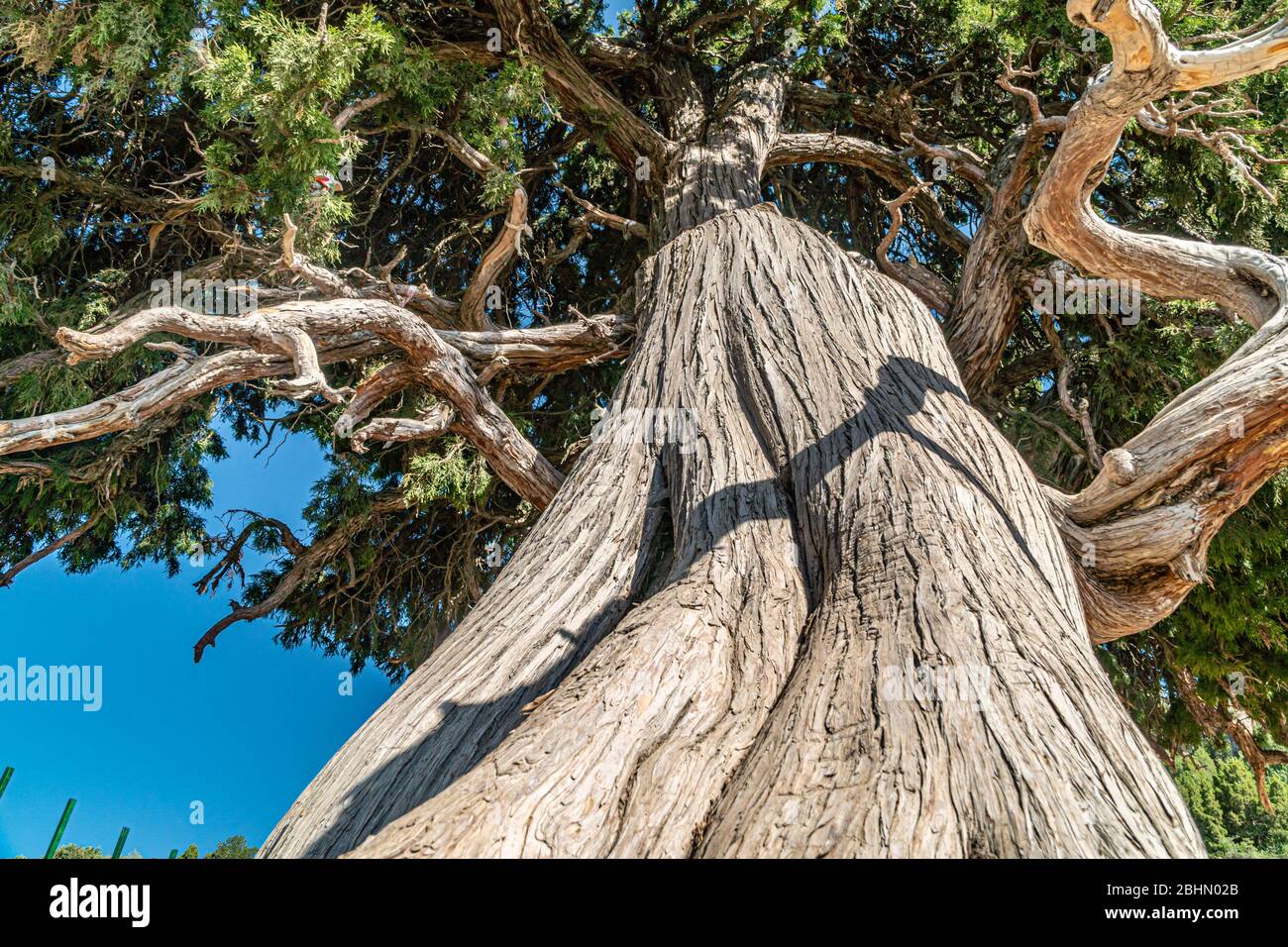 Juniper tree bark Banque de photographies et d’images à haute ...