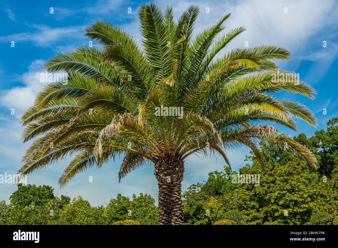 Palmier argent Banque de photographies et d’images à haute résolution ...