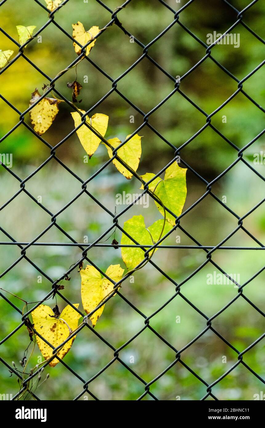 Hedera helix ivy fence Banque de photographies et d’images à haute ...