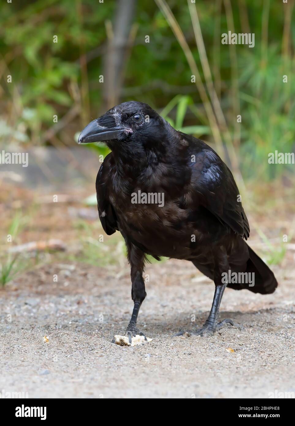 Corbeau en automne Banque de photographies et d’images à haute ...