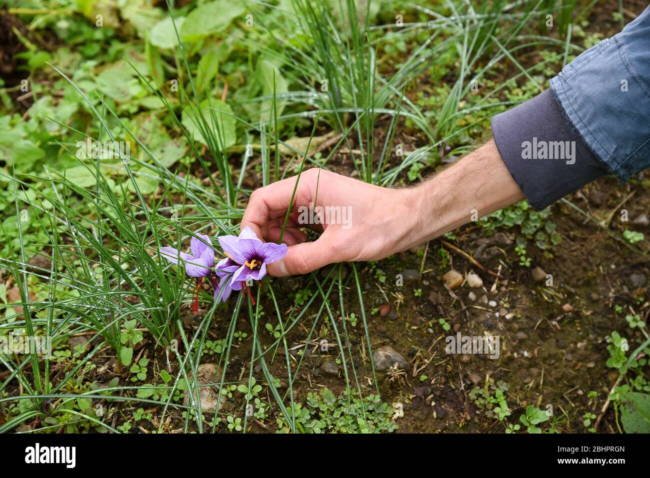Safran champ Banque de photographies et d’images à haute résolution - Alamy