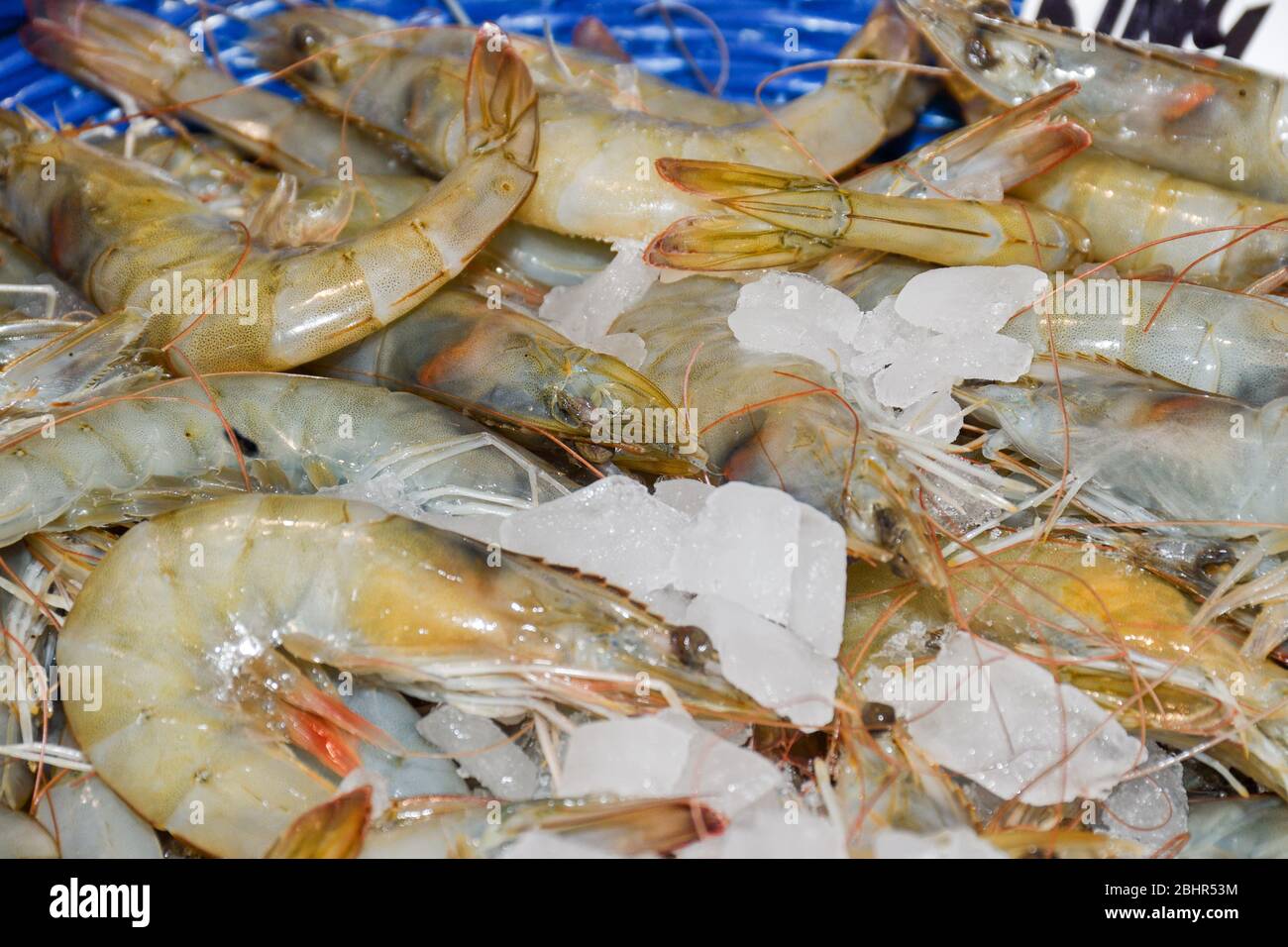 Crevette Malgache Banque d'image et photos - Alamy