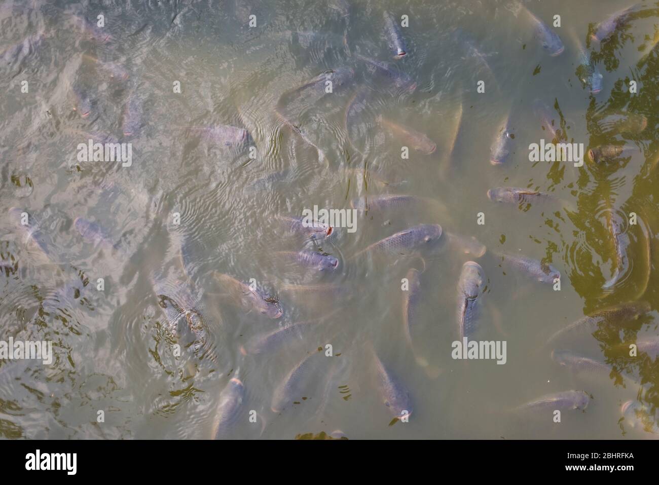 Étang piscicole Banque de photographies et d’images à haute résolution ...