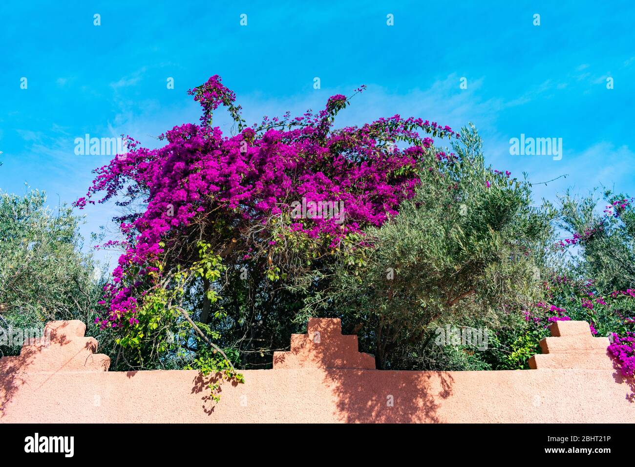 Plantes fleuries colorées au-dessus d'un mur marocain décoratif à ...