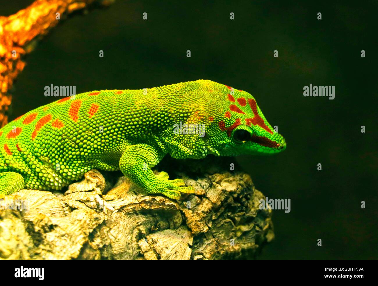 Giant day geckos Banque de photographies et d’images à haute résolution ...