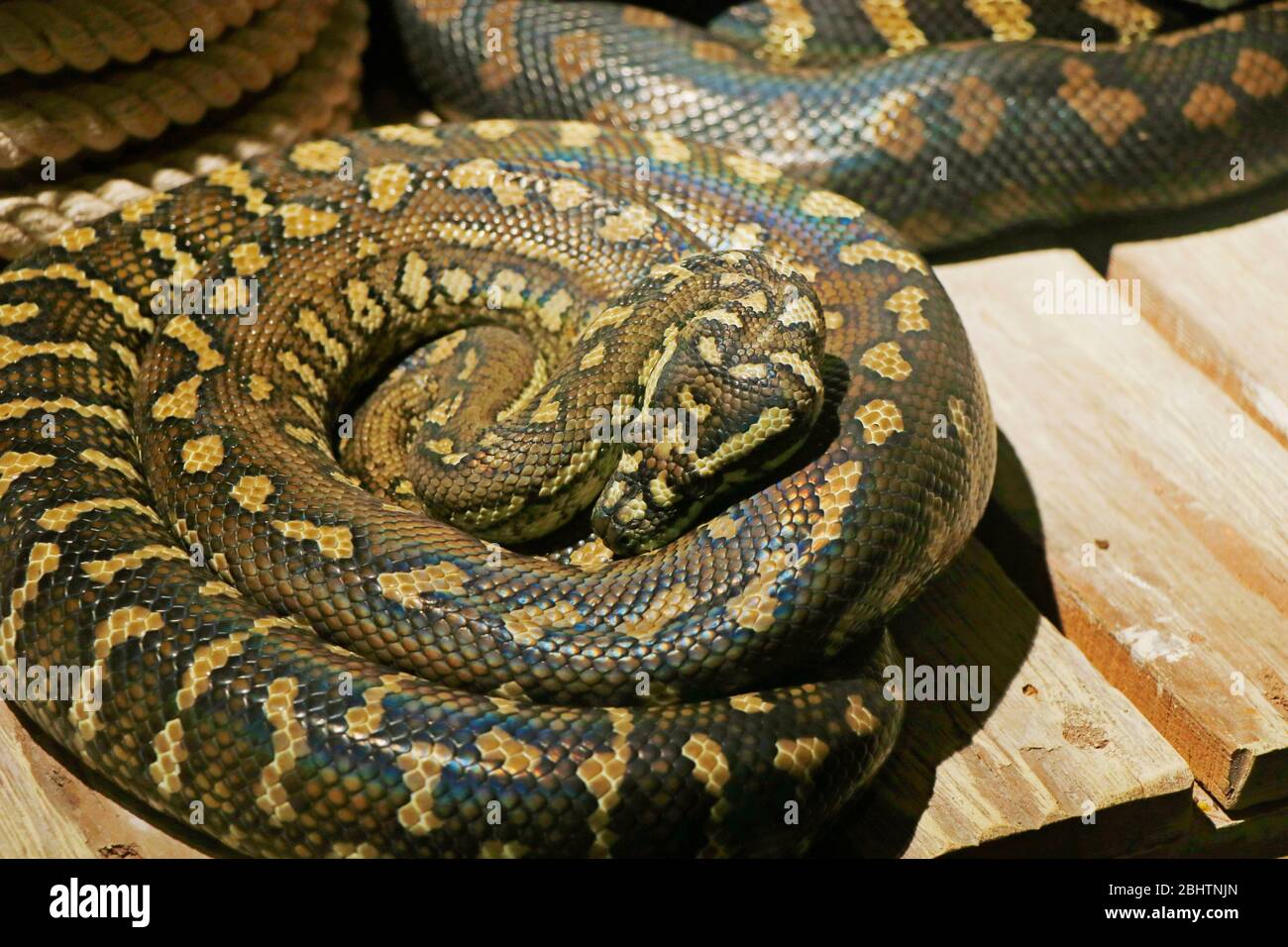 Anaconda snake serpent constrictor head Banque de photographies et d’images à haute résolution ...