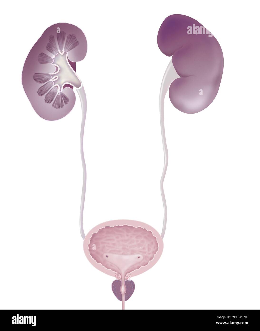 Système urinaire humain, vue antérieure, anatomie. Le système urinaire ...