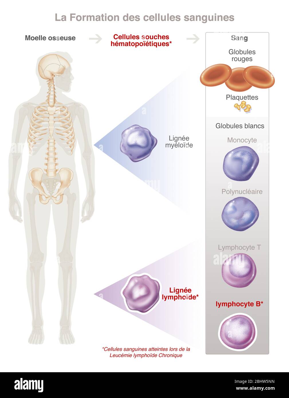 Ces cellules souches hématopoïétiques donnent deux lignes : une ligne ...