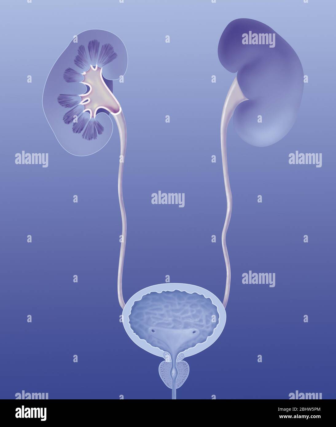 Vessie humaine dans le bassin Banque de photographies et d’images à ...