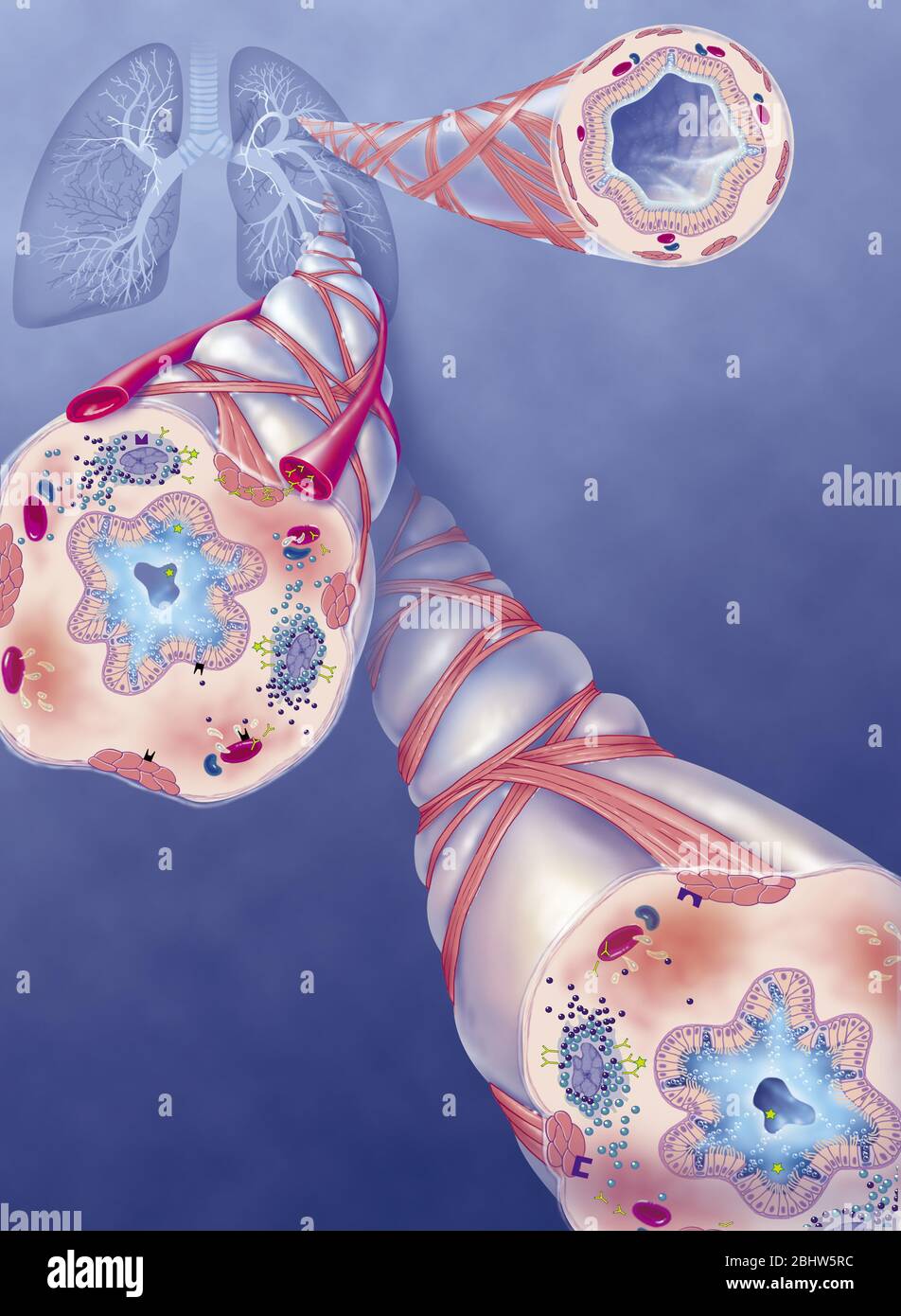 Muqueuse bronchique Banque de photographies et d’images à haute ...