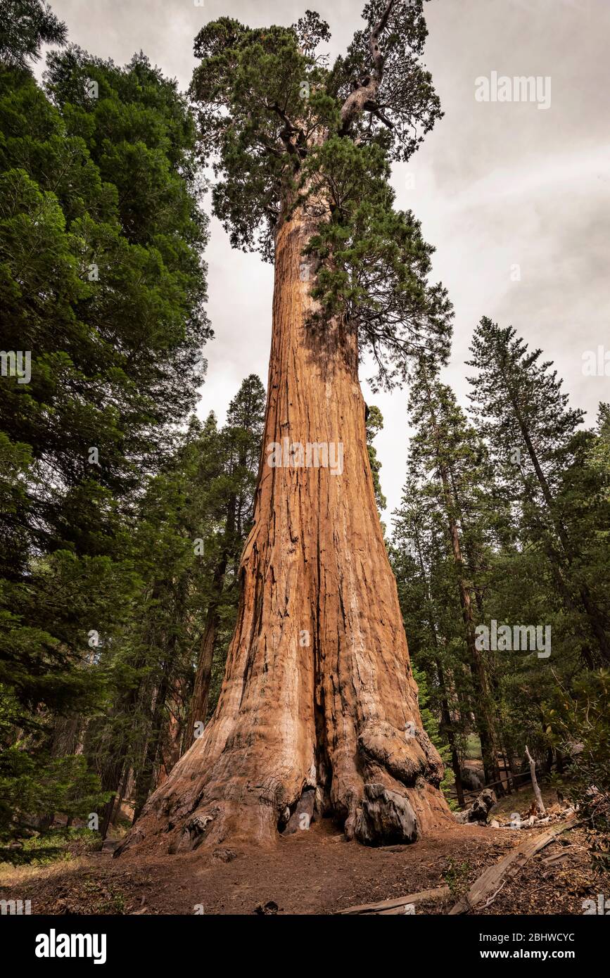 Arbres gigantesques Banque de photographies et d’images à haute ...