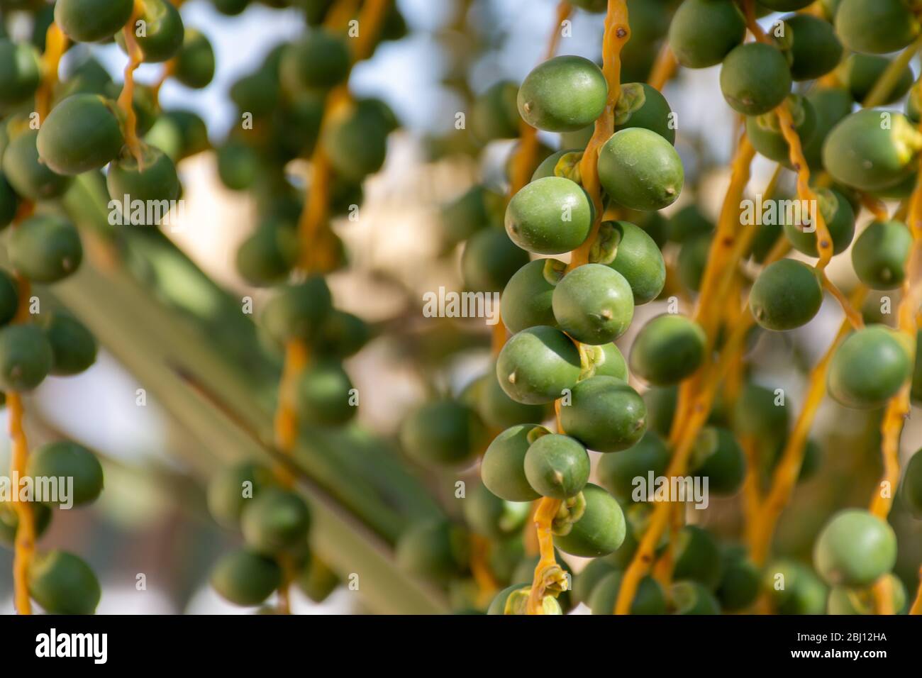 Arbre De Dattes Avec Des Fruits Banque d'image et photos - Alamy