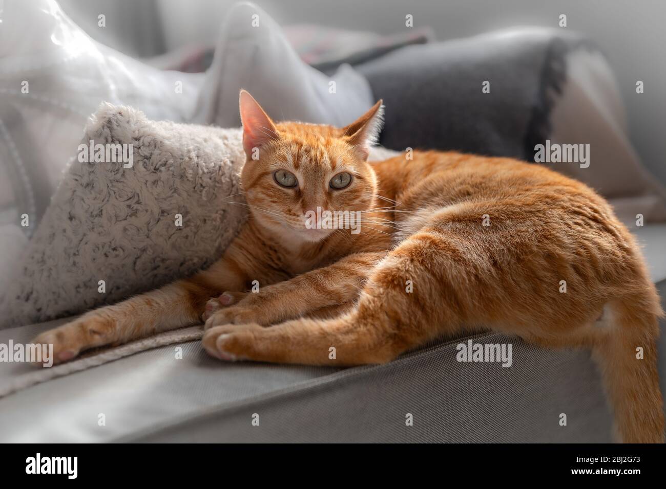 chat tabby brun avec yeux verts posés sur l'accoudoir d'un canapé ...