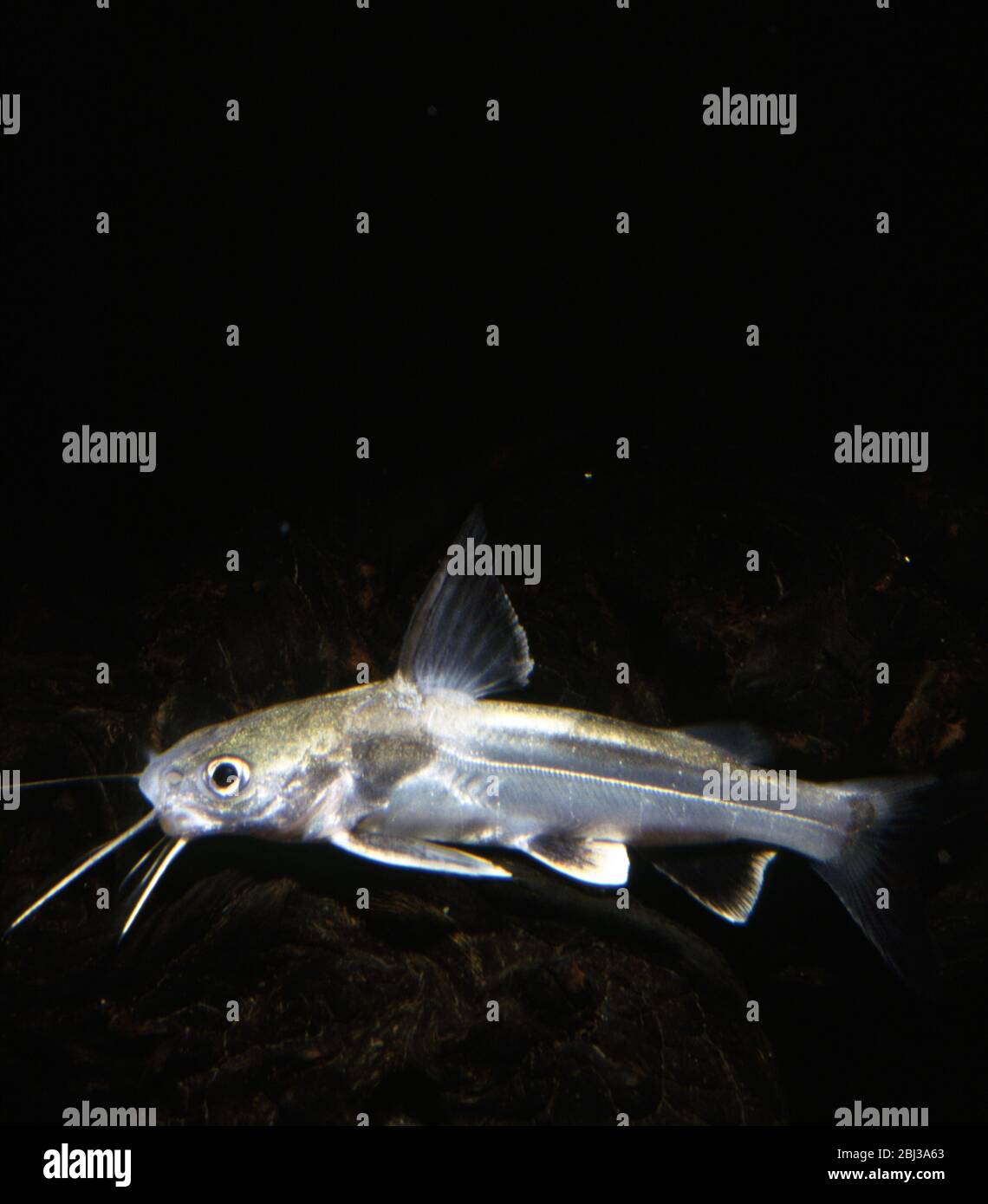 Requin chat Banque de photographies et d’images à haute résolution - Alamy