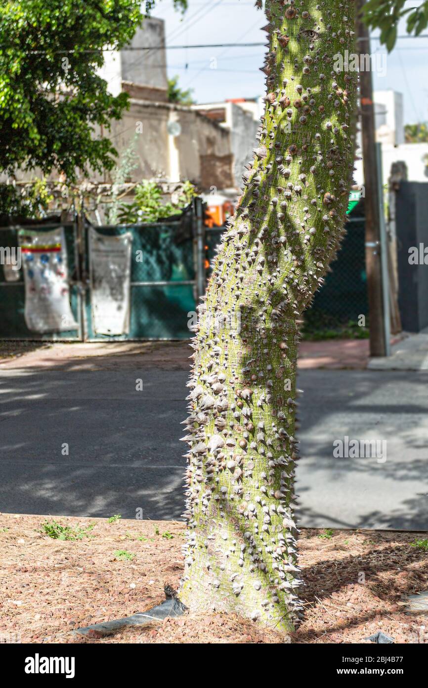 Arbre maya ceiba Banque de photographies et d’images à haute résolution ...