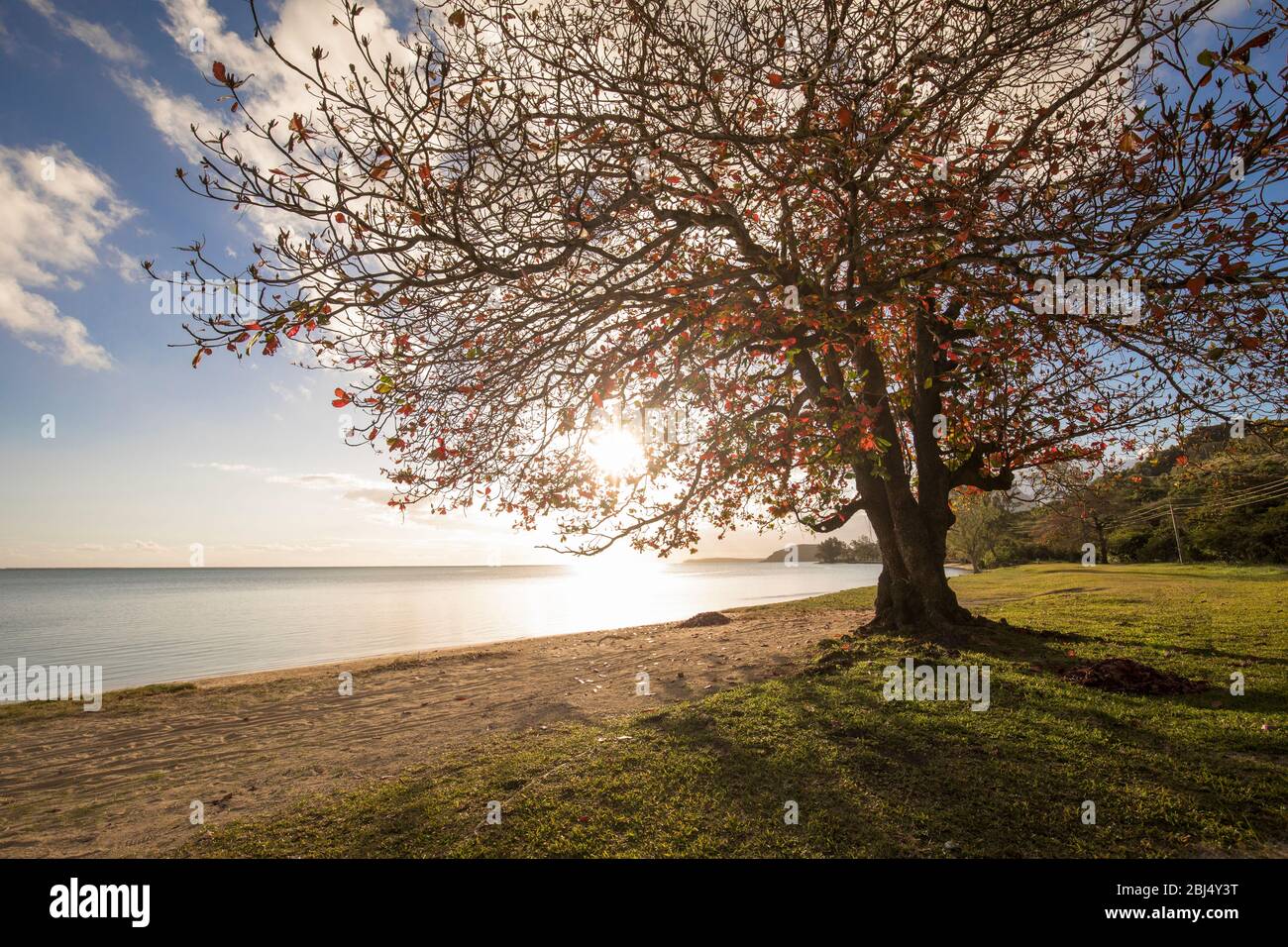Le soleil couchant brille à travers un arbre avec des feuilles rouges ...