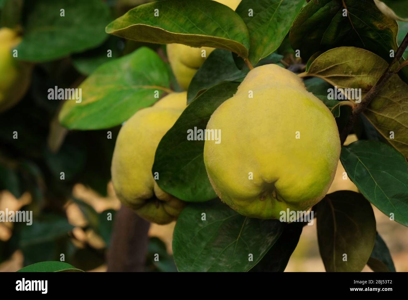 Coings sur l'arbre Banque de photographies et d’images à haute ...