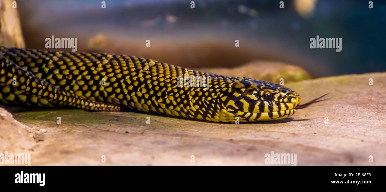 Serpents rampants au sol Banque de photographies et d’images à haute ...