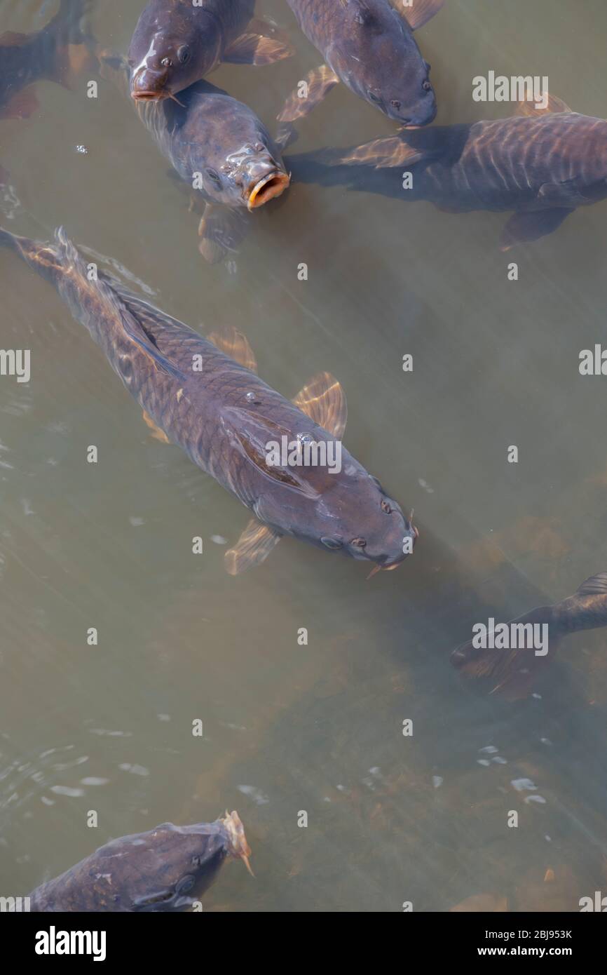 Carpe miroir Banque de photographies et d’images à haute résolution - Alamy
