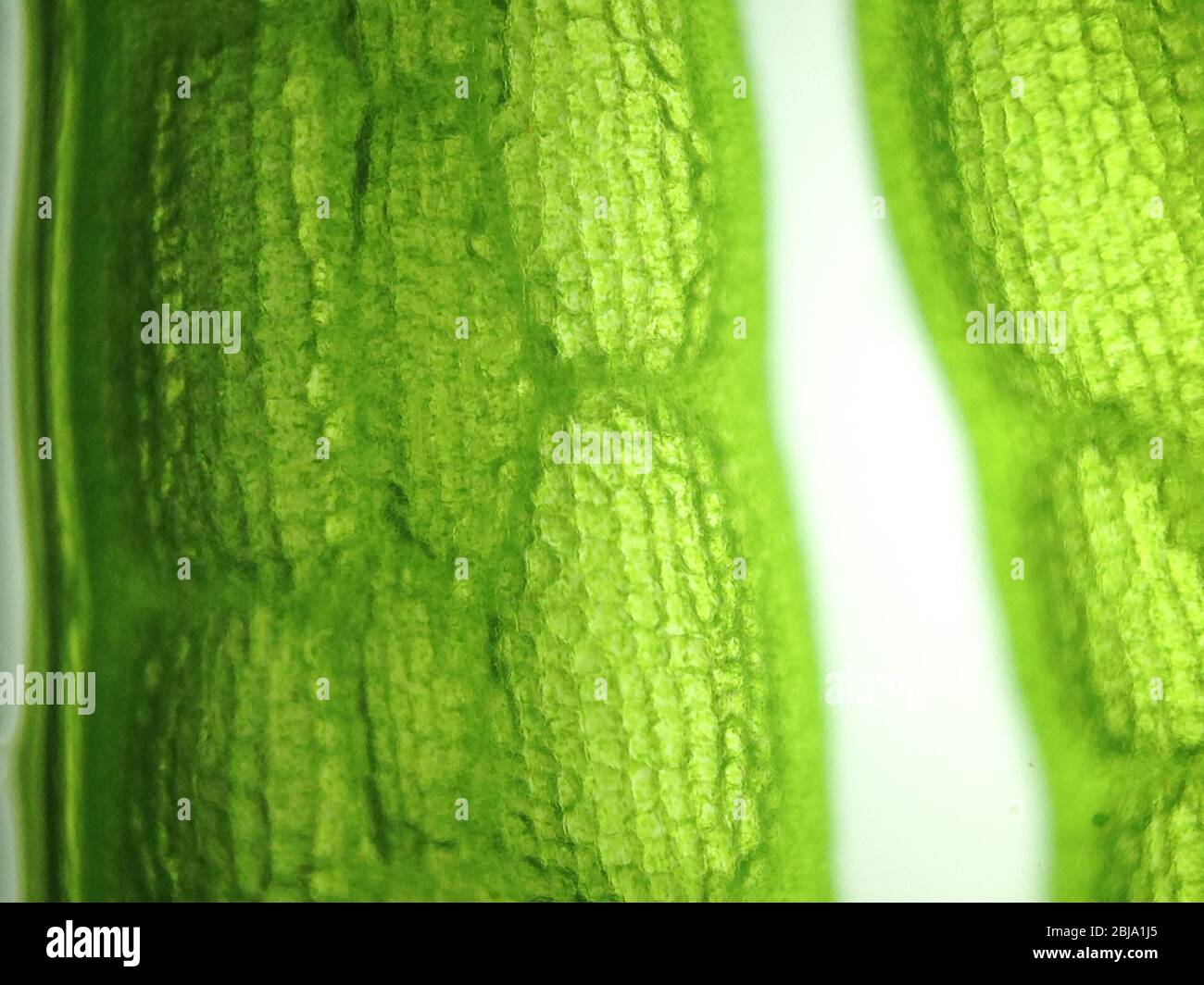 Algae microscope Banque de photographies et d’images à haute résolution ...