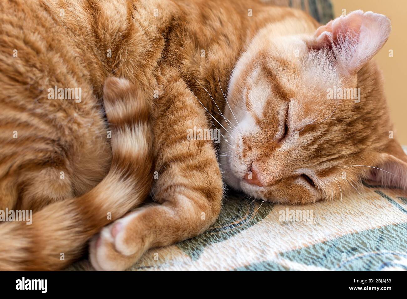 Chat rouge courbé sur une chaise et dormir. Le chat tabby orange a ...