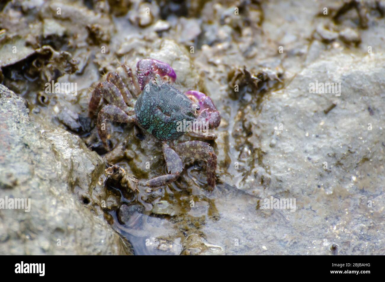 Crabe violet Banque de photographies et d’images à haute résolution - Alamy
