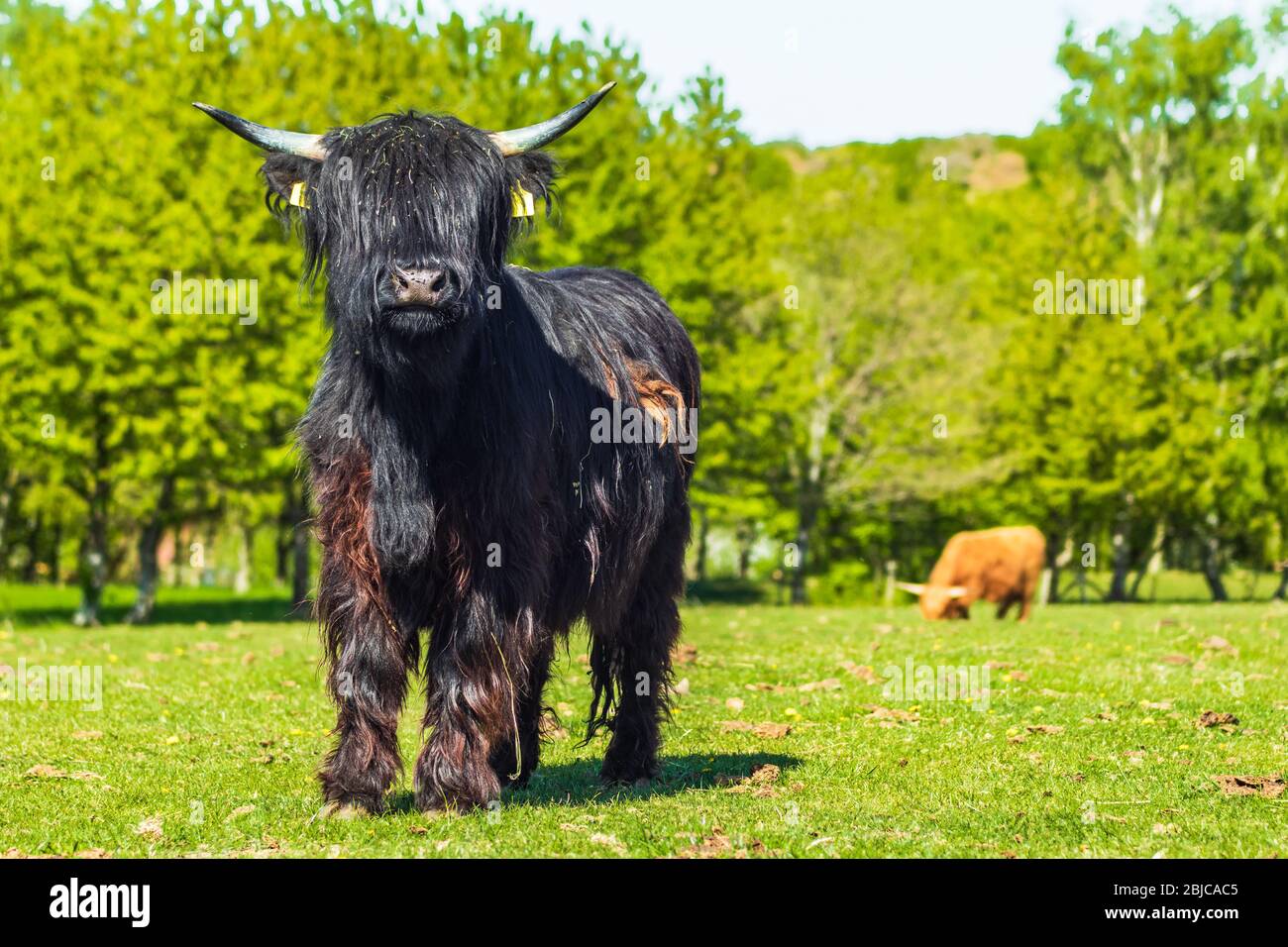 Race de vache highland avec pelage hirsute poilu Banque de ...