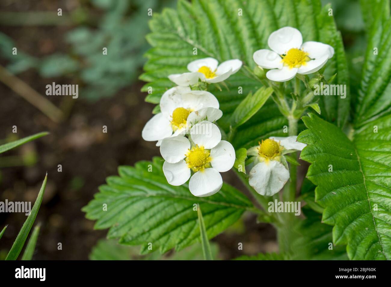 Fleurs de fraises sauvages Banque de photographies et d’images à haute ...